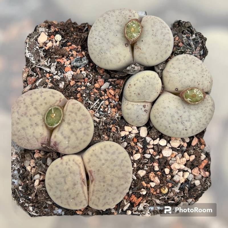 Lithops | Discover Rare Succulent Plants at Vivian Lithops Garden